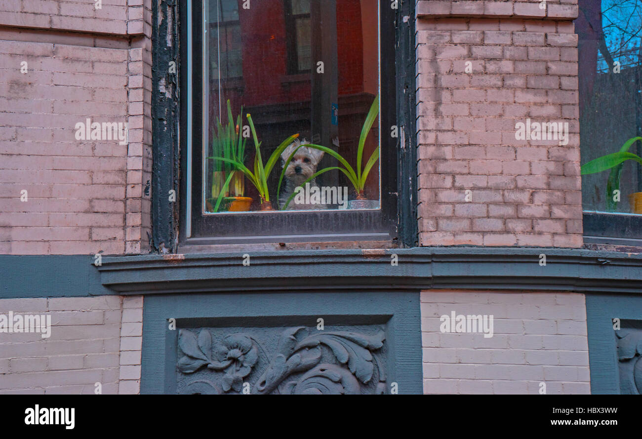 Dog in Window Stock Photo - Alamy