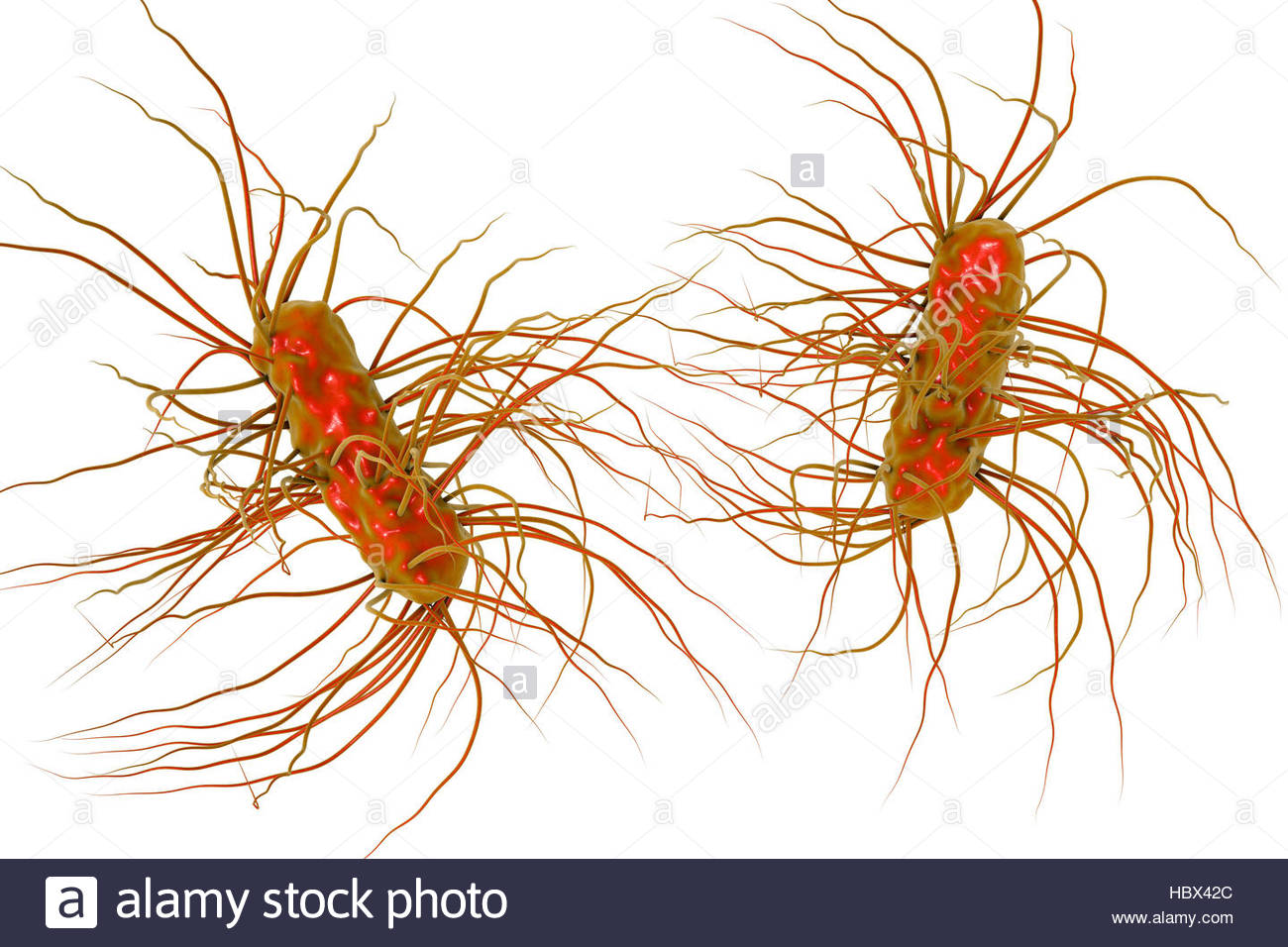 Motile Bacteria Stock Photos & Motile Bacteria Stock Images - Alamy