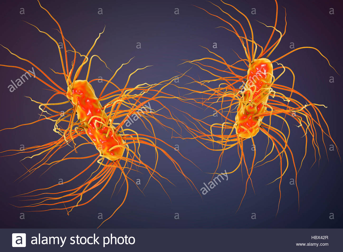 E Coli With Flagella Stock Photos & E Coli With Flagella Stock Images ...