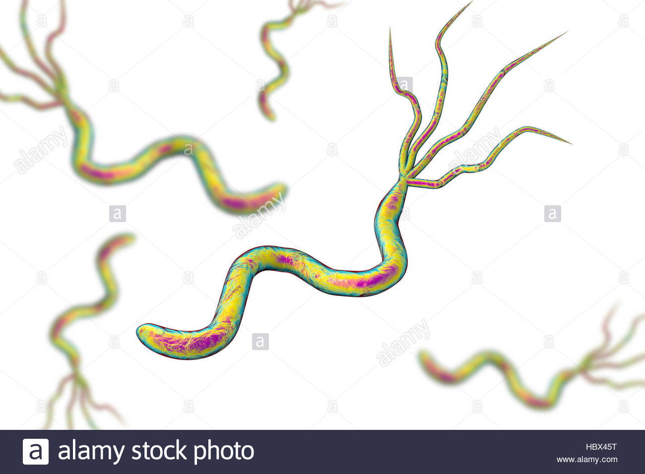 Flagella Bacteria Stock Photos & Flagella Bacteria Stock Images - Alamy