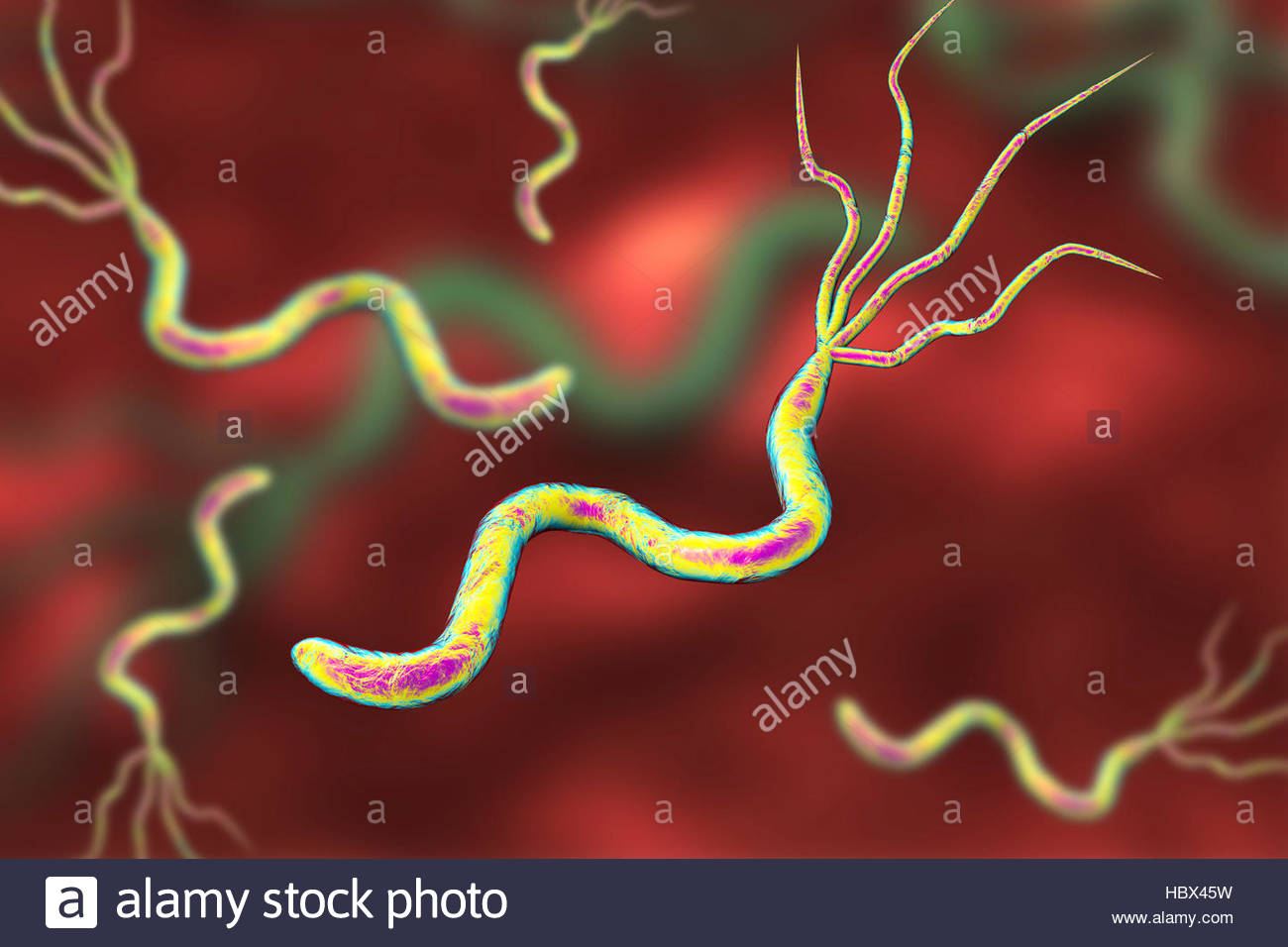 H Pylori Stock Photos & H Pylori Stock Images - Alamy