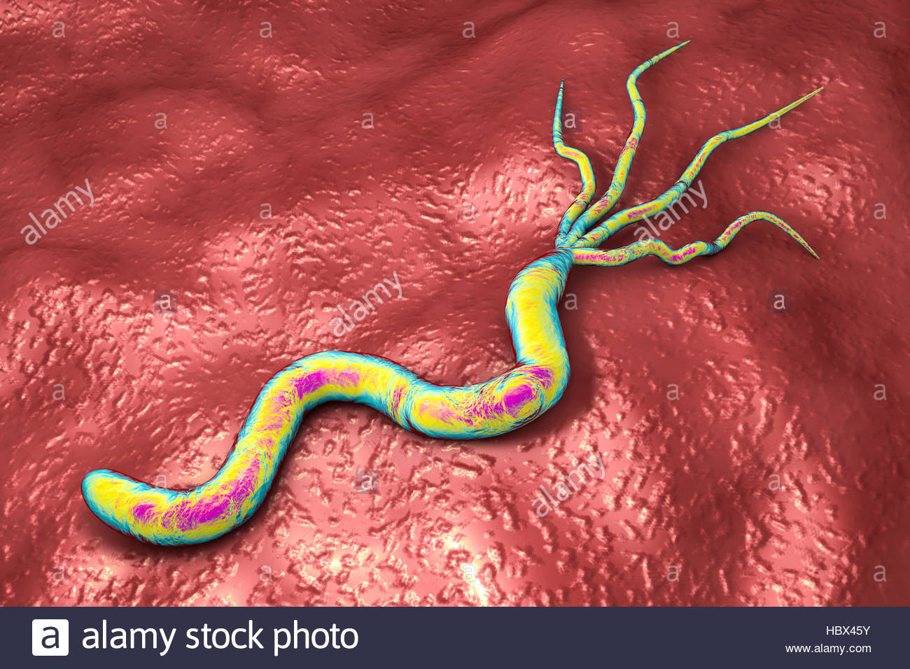 H Pylori Stock Photos & H Pylori Stock Images - Alamy