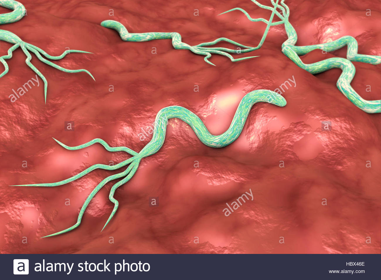 H Pylori Stock Photos & H Pylori Stock Images - Alamy