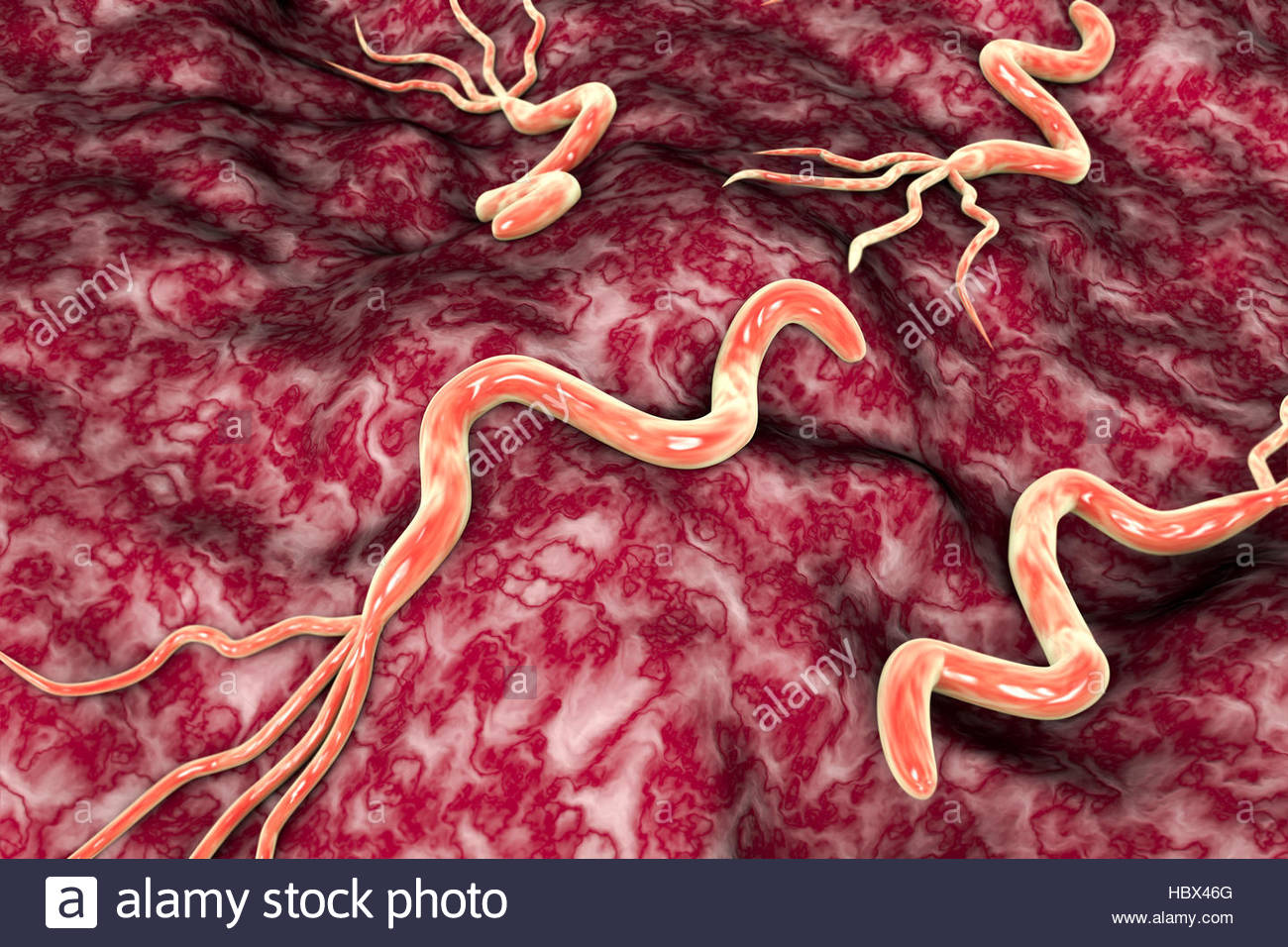 H Pylori Stock Photos & H Pylori Stock Images - Alamy