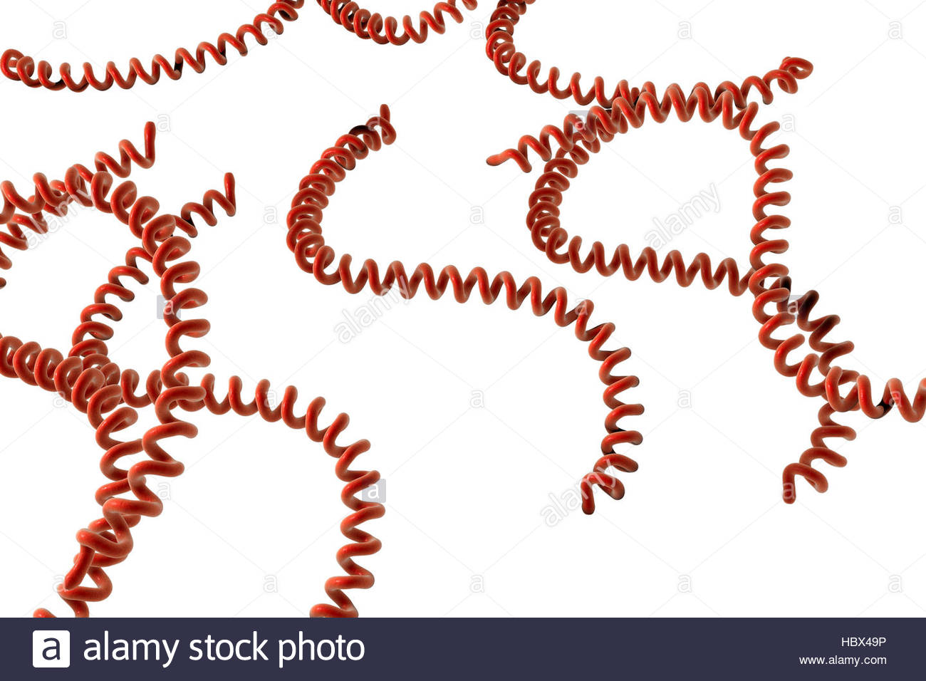 Spirochete Bacteria Stock Photos & Spirochete Bacteria Stock Images - Alamy