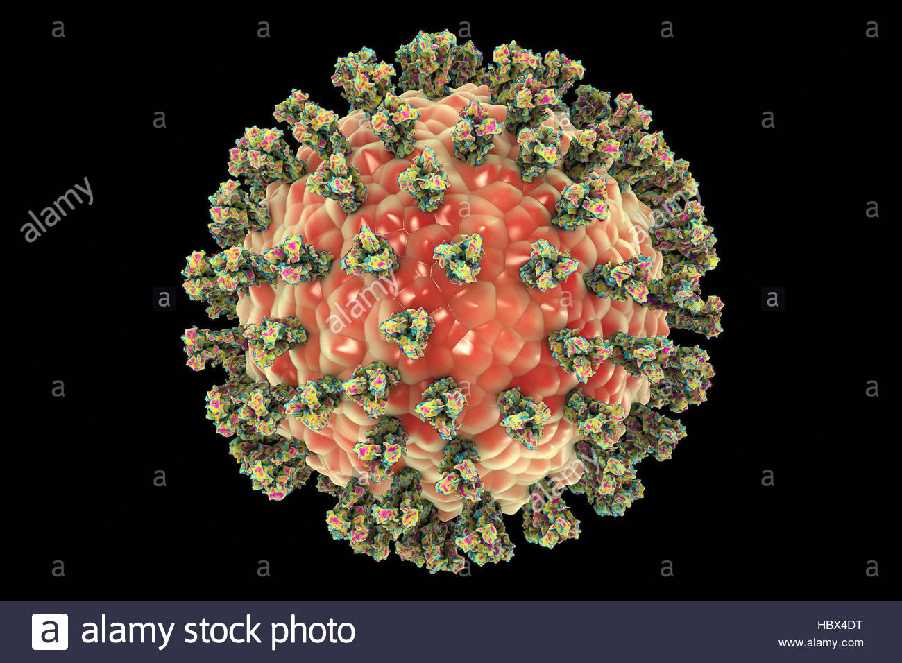 Paramyxovirus Stock Photos & Paramyxovirus Stock Images - Alamy