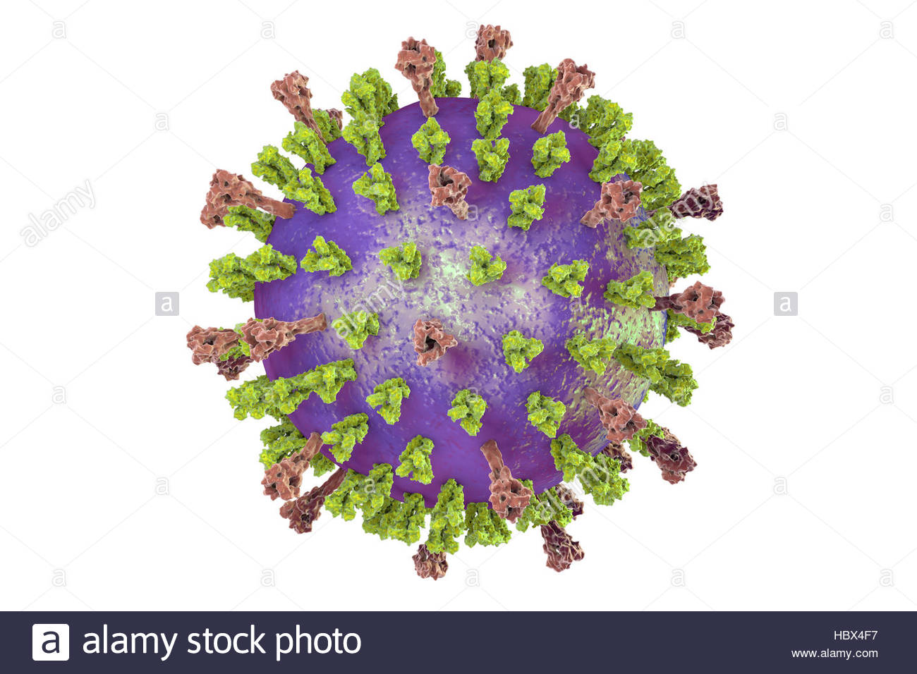 Respiratory Syncytial Virus Stock Photos & Respiratory Syncytial Virus ...