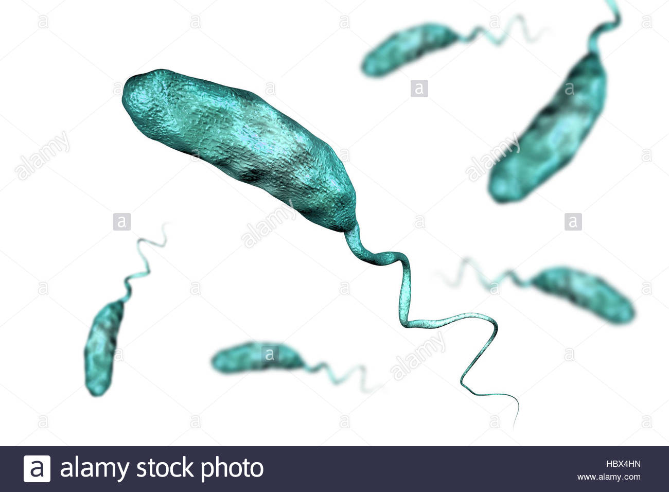 Cholera Bacterium Vibrio Cholerae Stock Photos & Cholera Bacterium ...