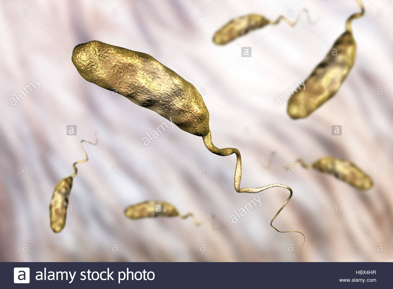 Vibrio Cholerae Bacterium Stock Photos & Vibrio Cholerae Bacterium ...