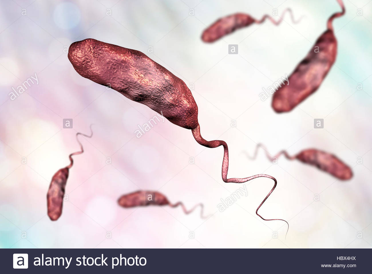 Vibrio Cholerae Bacterium Stock Photos & Vibrio Cholerae Bacterium ...