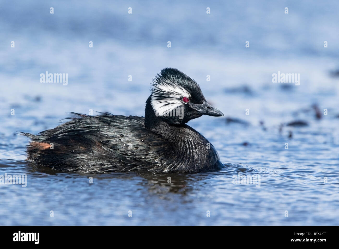 white-tufted grebe (Rollandia rolland) adult swimming on lake in ...