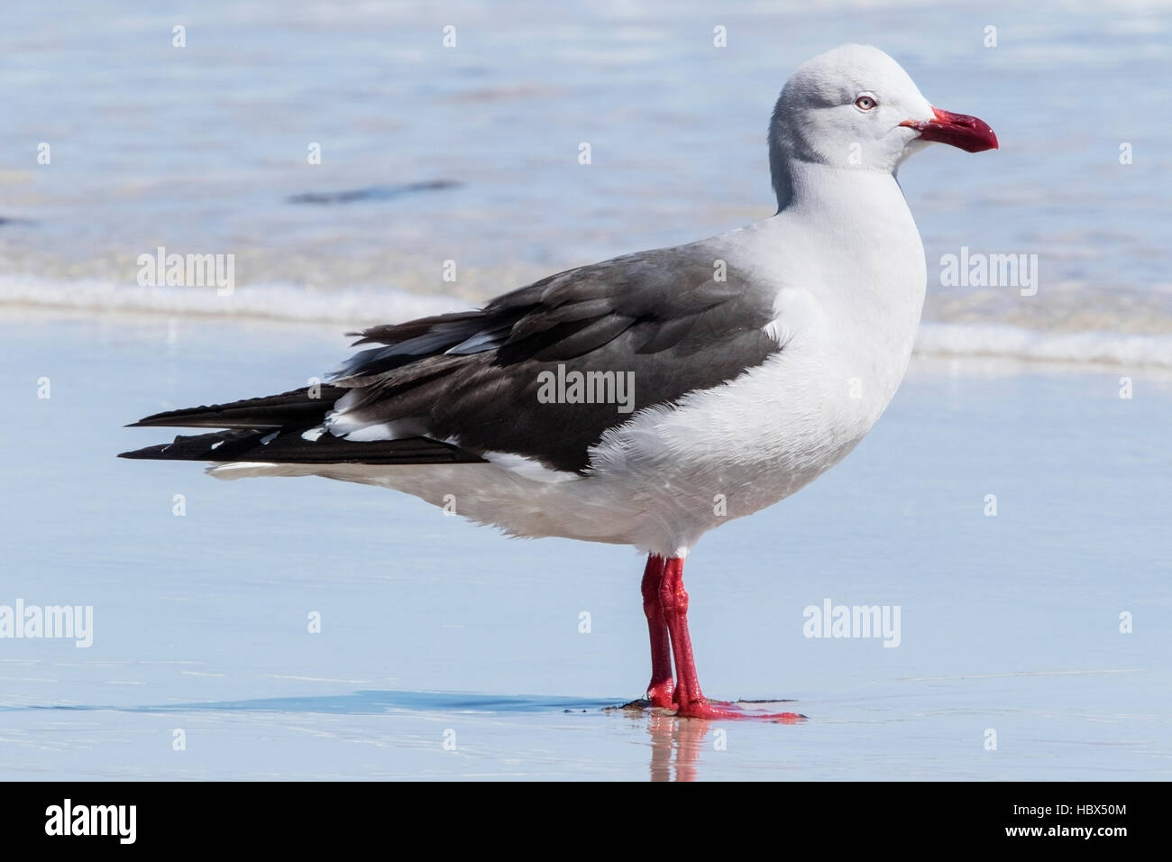 dolphin gull (Leucophaeus scoresbii) showing adult standing on sandy ...