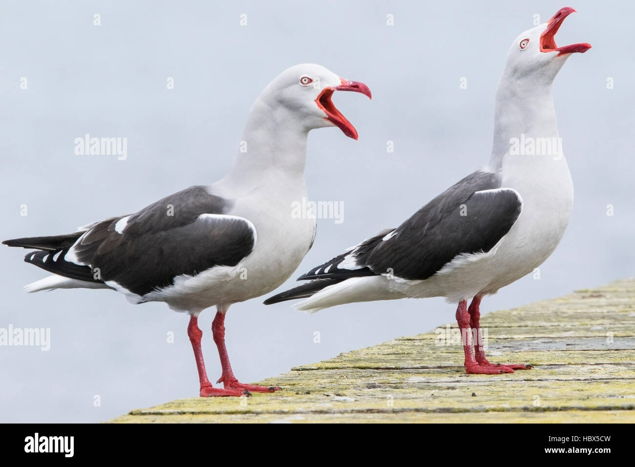 dolphin gull (Leucophaeus scoresbii) showing two adults calling ...