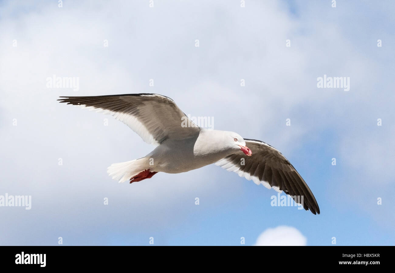 Dolphin sea overhead hi-res stock photography and images - Alamy
