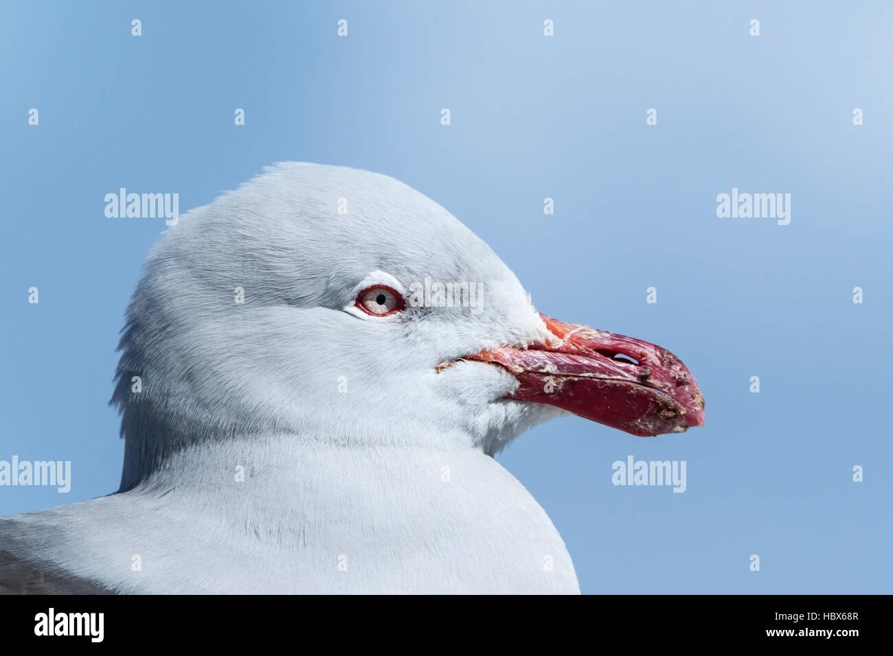 dolphin gull (Leucophaeus scoresbii) showing close up of head and neck ...
