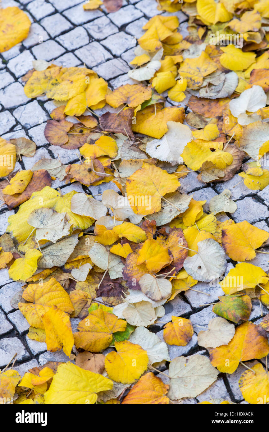autumn street in Lisbon with yellow leaves on paved walkway from square ...
