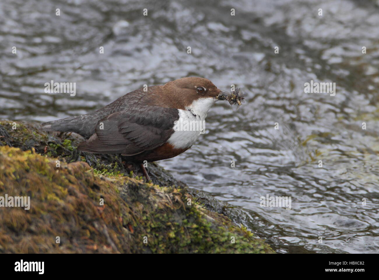 Dipper wales hi-res stock photography and images - Alamy