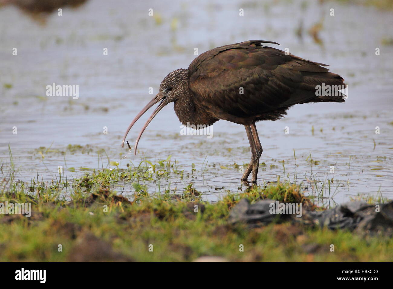 Glossy ibis uk hi-res stock photography and images - Alamy