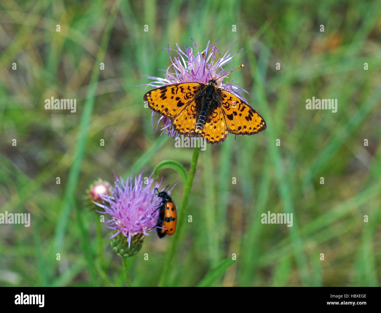 Melitaea didymoides butterfly, near lake Baikal, Russia Stock Photo - Alamy
