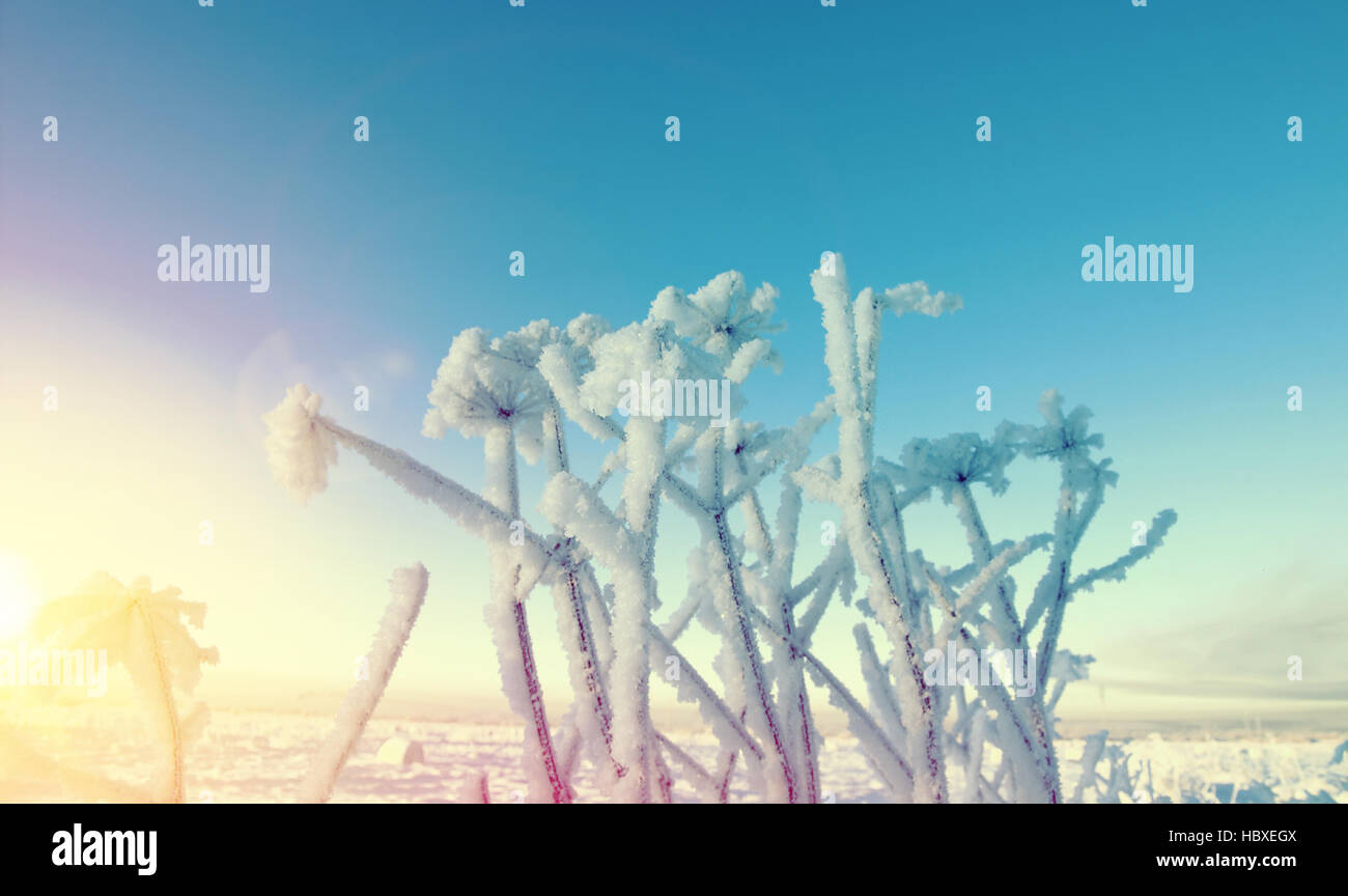 Winter landscape.Frozenned flower.Shallow depth-of-field Stock Photo ...