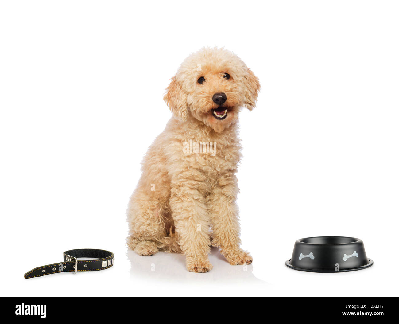 Nice poodle dog isolated on white Stock Photo - Alamy