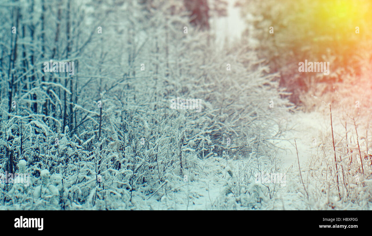 Winter scene .pruce branches. snowy forest Stock Photo - Alamy