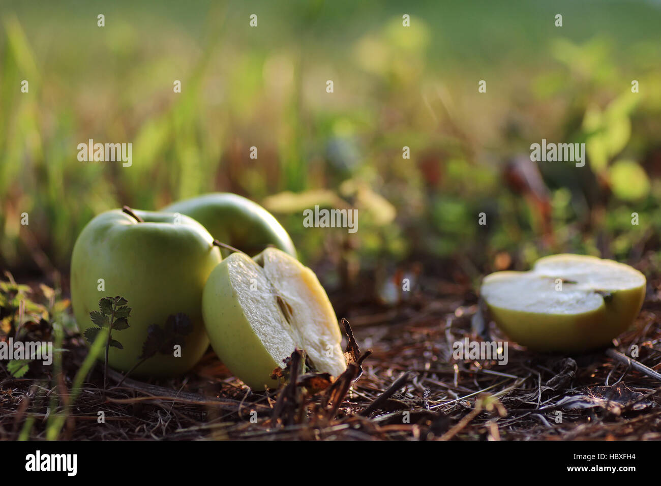 apple on the ground outdoor Stock Photo - Alamy