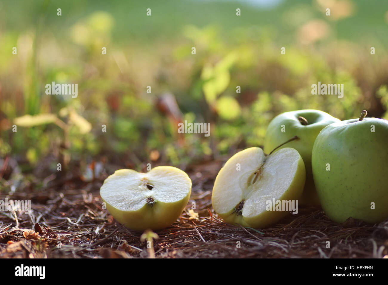 apple on the ground outdoor Stock Photo - Alamy