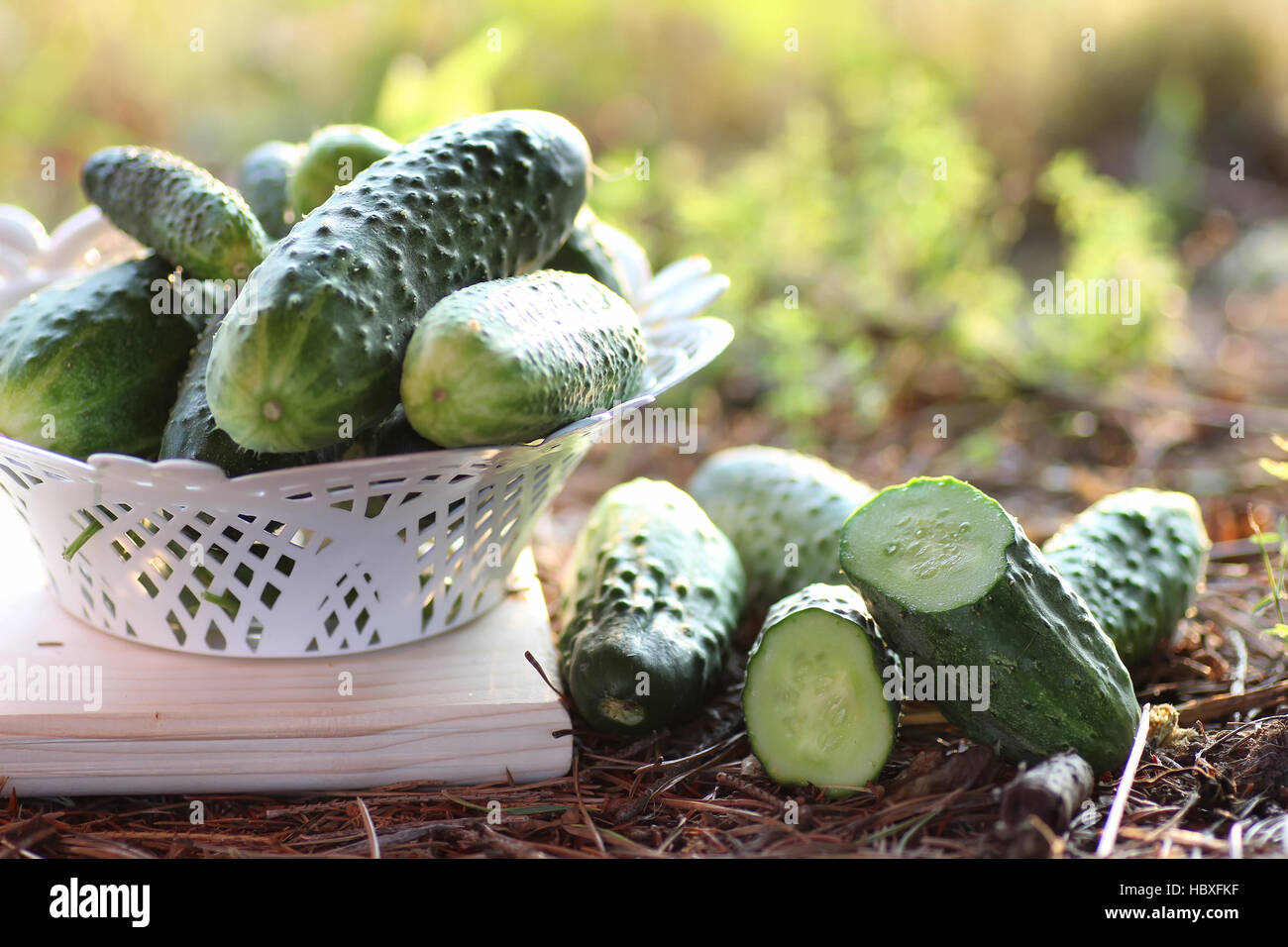 cucumber crop on the ground Stock Photo - Alamy