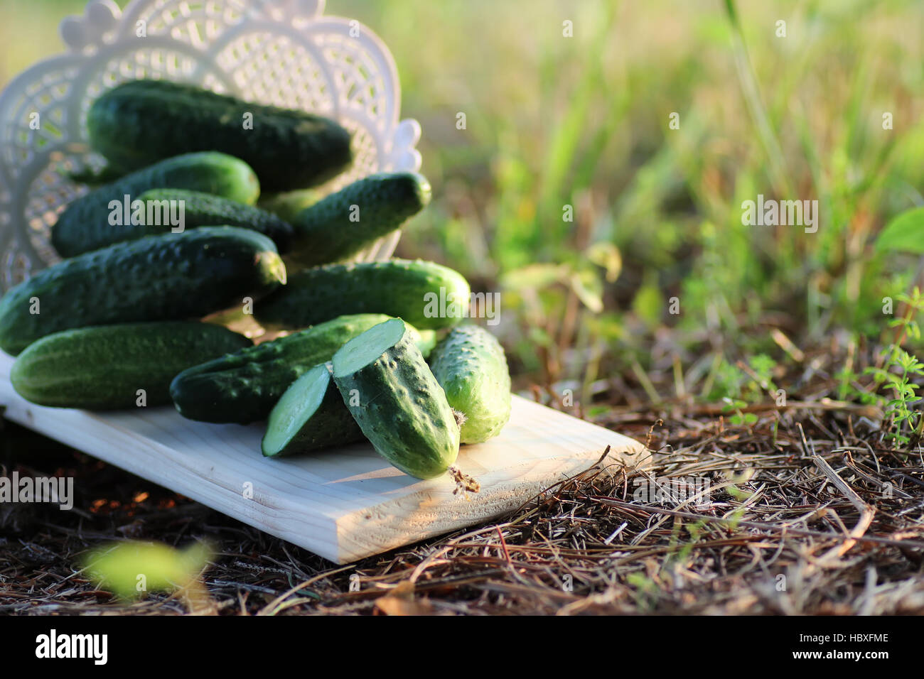 cucumber crop on the ground Stock Photo - Alamy
