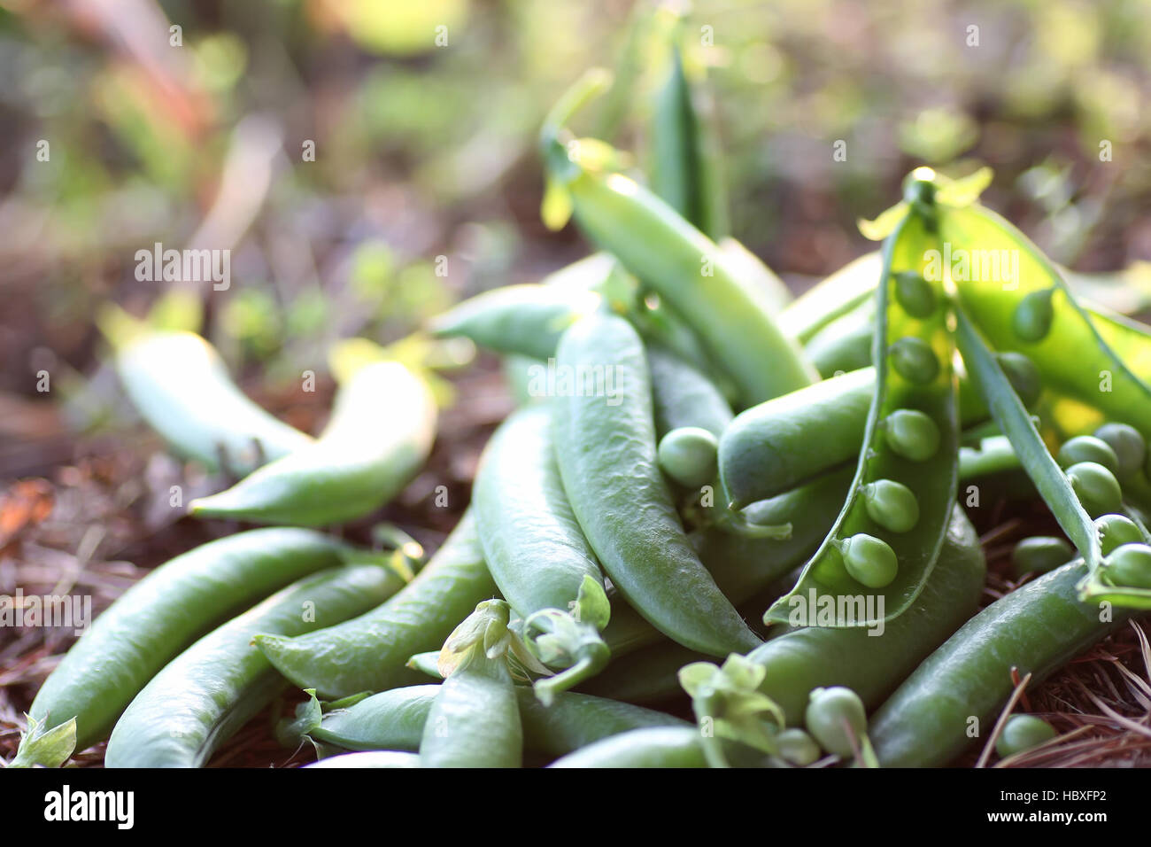 pea pod on the ground Stock Photo - Alamy