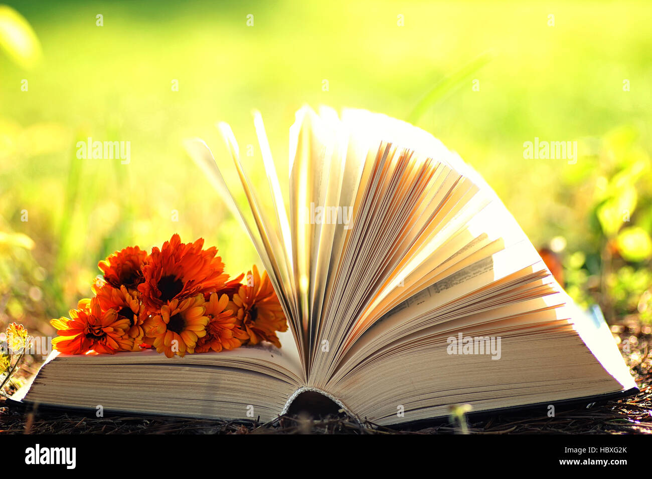 open book with flower on grass Stock Photo - Alamy