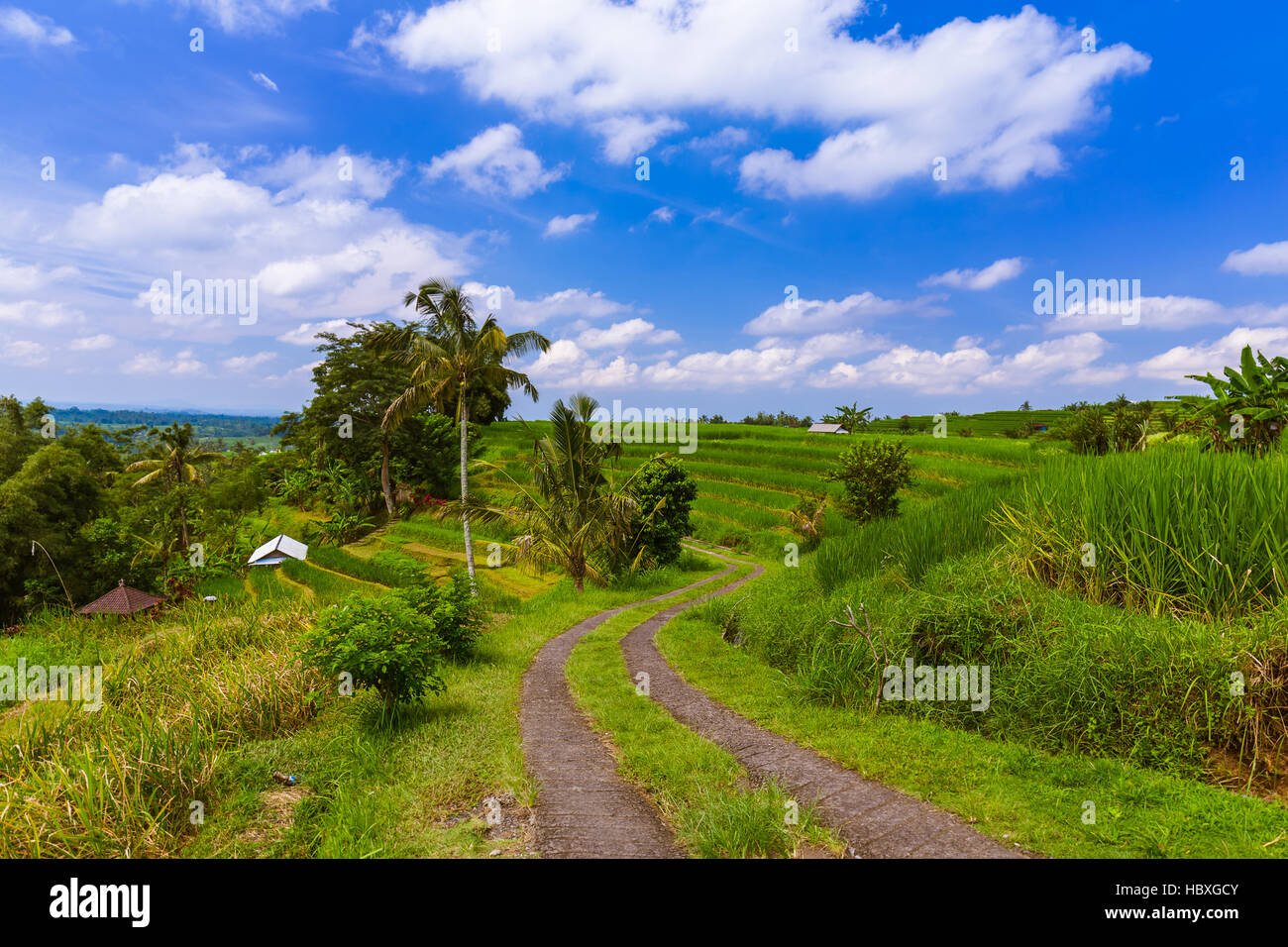 Rice fields - Bali island Indonesia Stock Photo - Alamy
