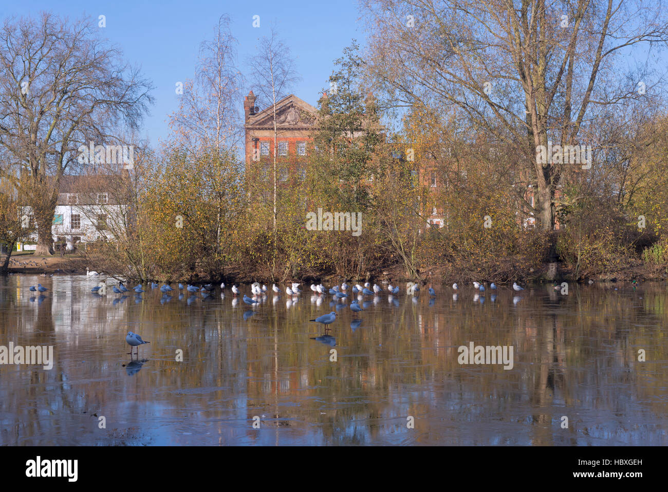 Barnes pond hi-res stock photography and images - Alamy