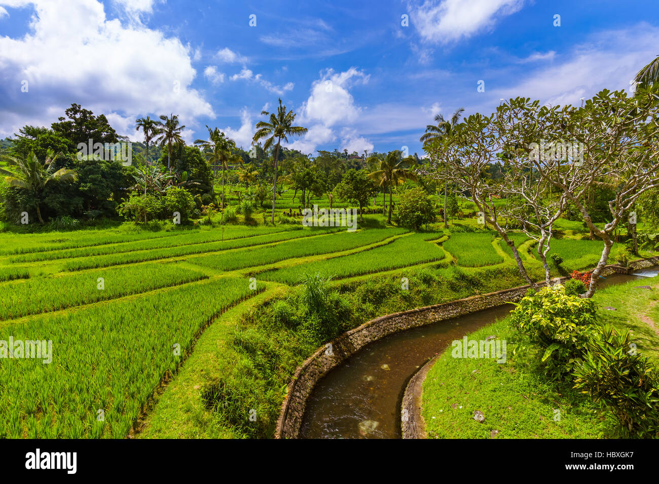 Rice fields - Bali island Indonesia Stock Photo - Alamy