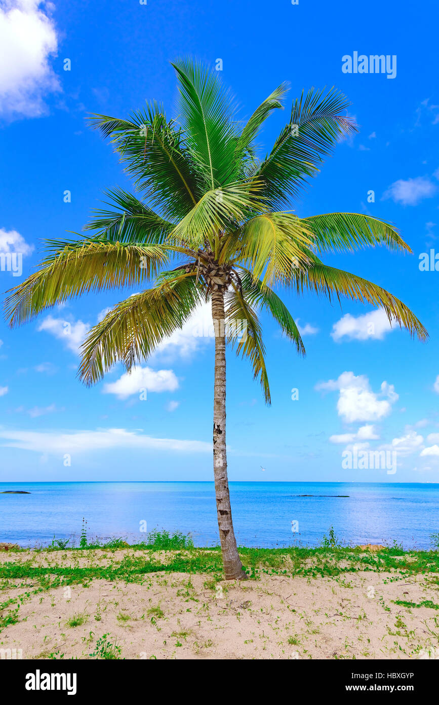 Palm Ocean Sky Stock Photo - Alamy