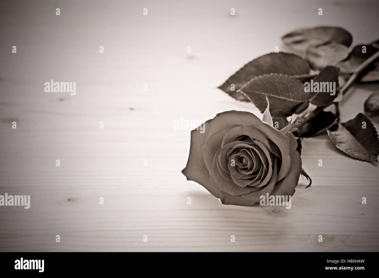 Rose in monochrome Stock Photo - Alamy