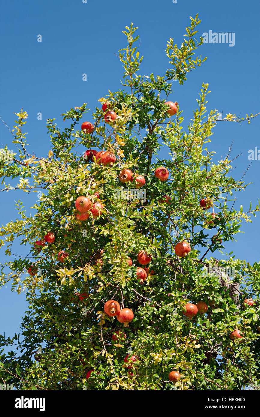 Pomegranate on natural tree hi-res stock photography and images - Alamy