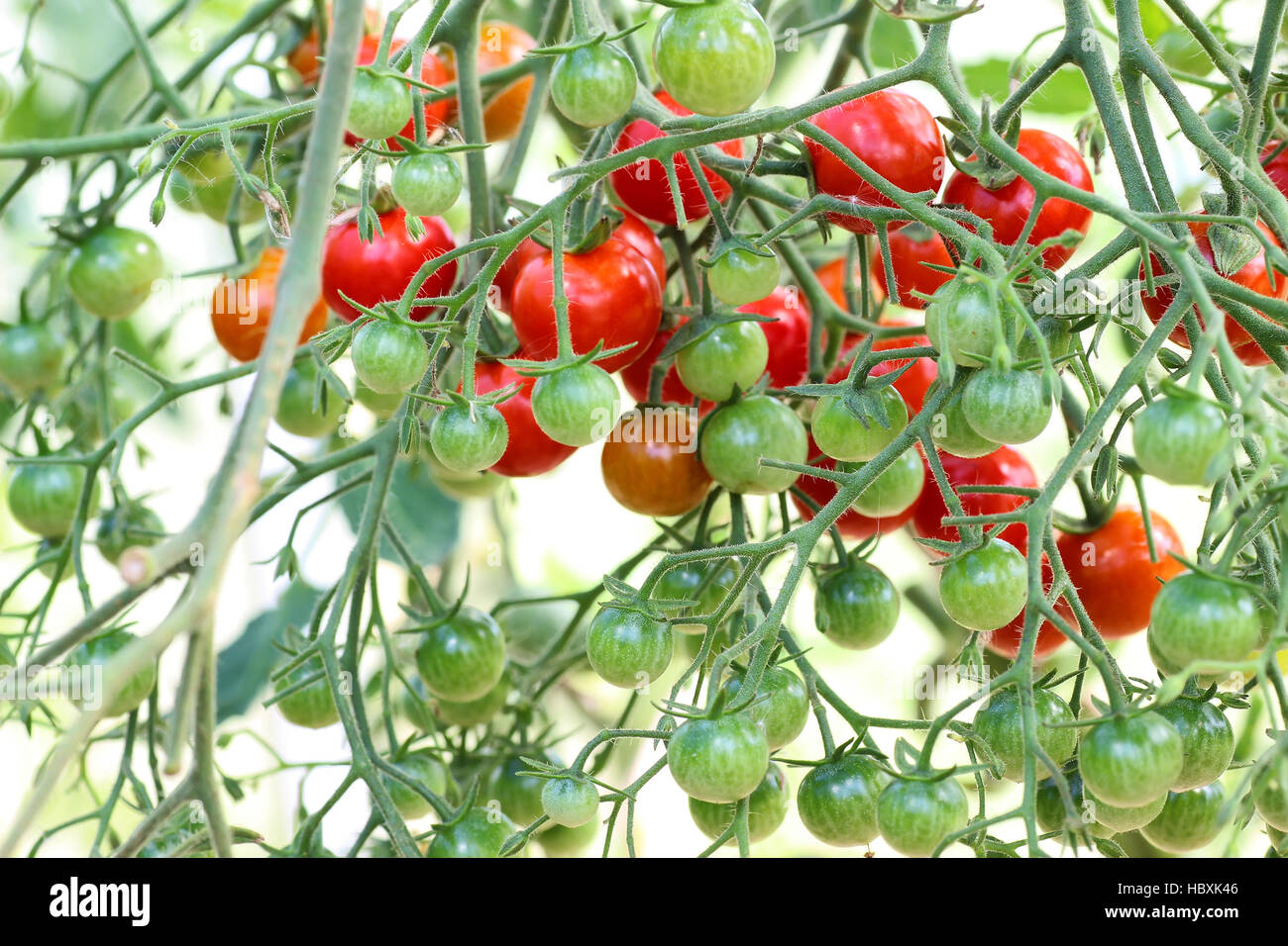 tomato on branch crop Stock Photo - Alamy