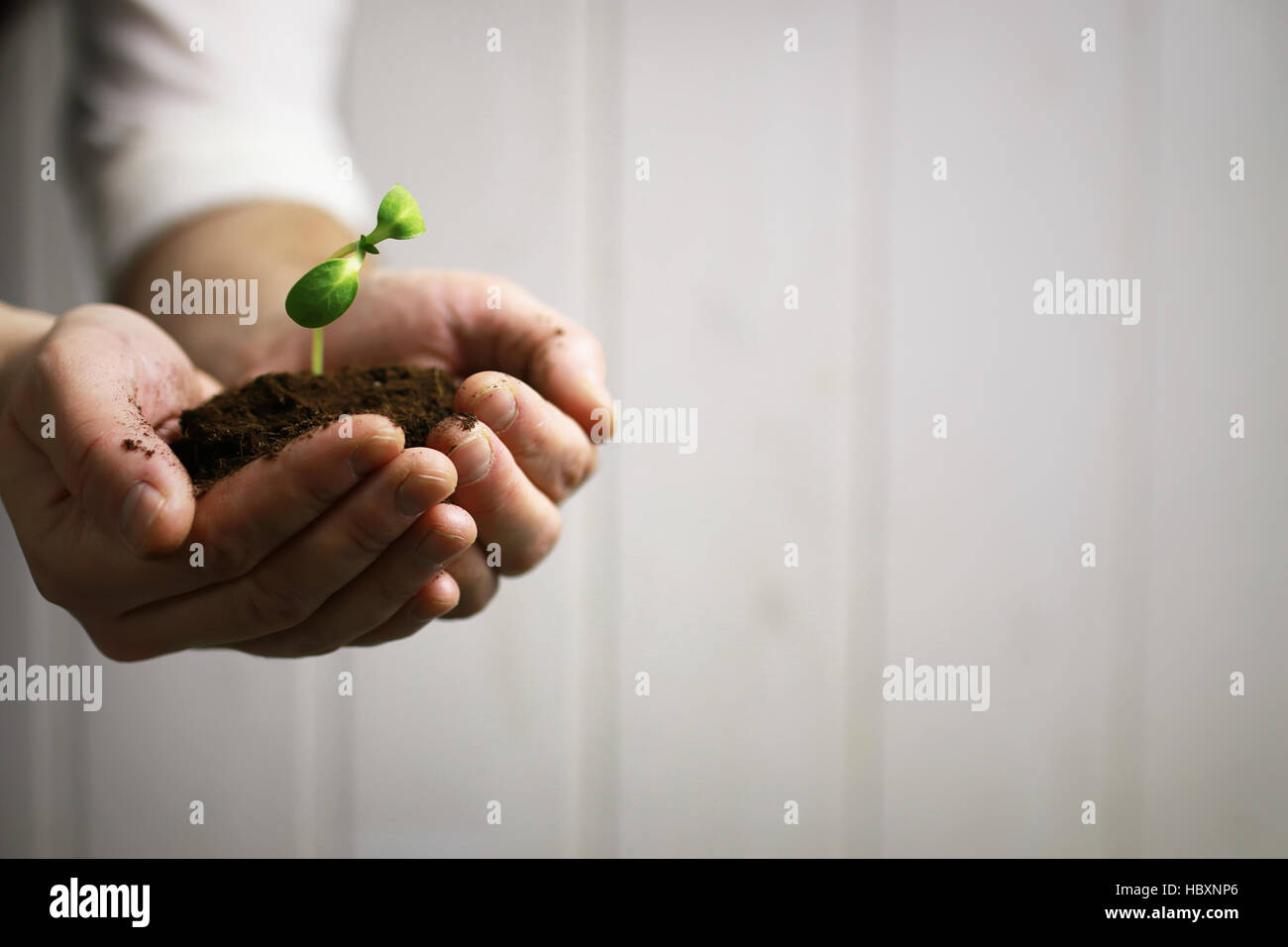 gardener hand sprout in palms Stock Photo - Alamy