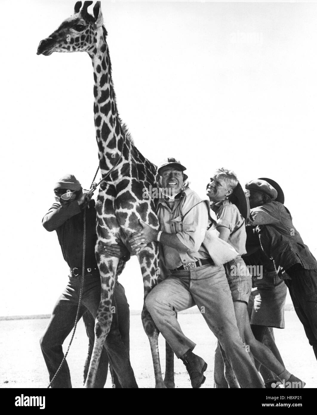 HATARI!, John Wayne, Hardy Kruger, 1962 Stock Photo - Alamy