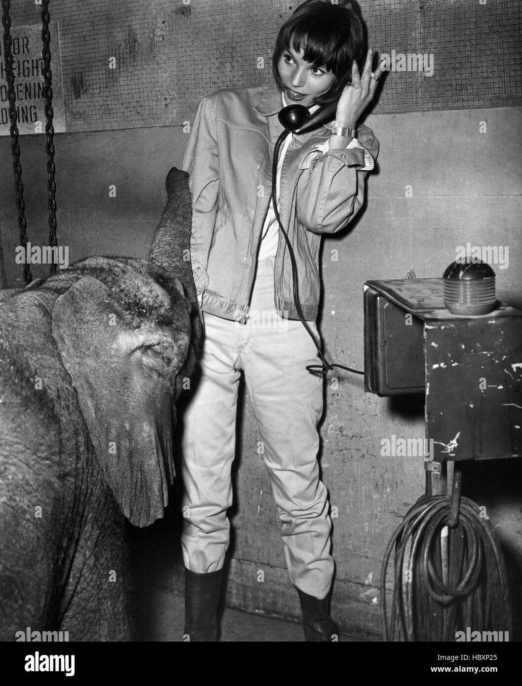 HATARI!, Elsa Martinelli with baby elephant on set, 1962 Stock Photo ...
