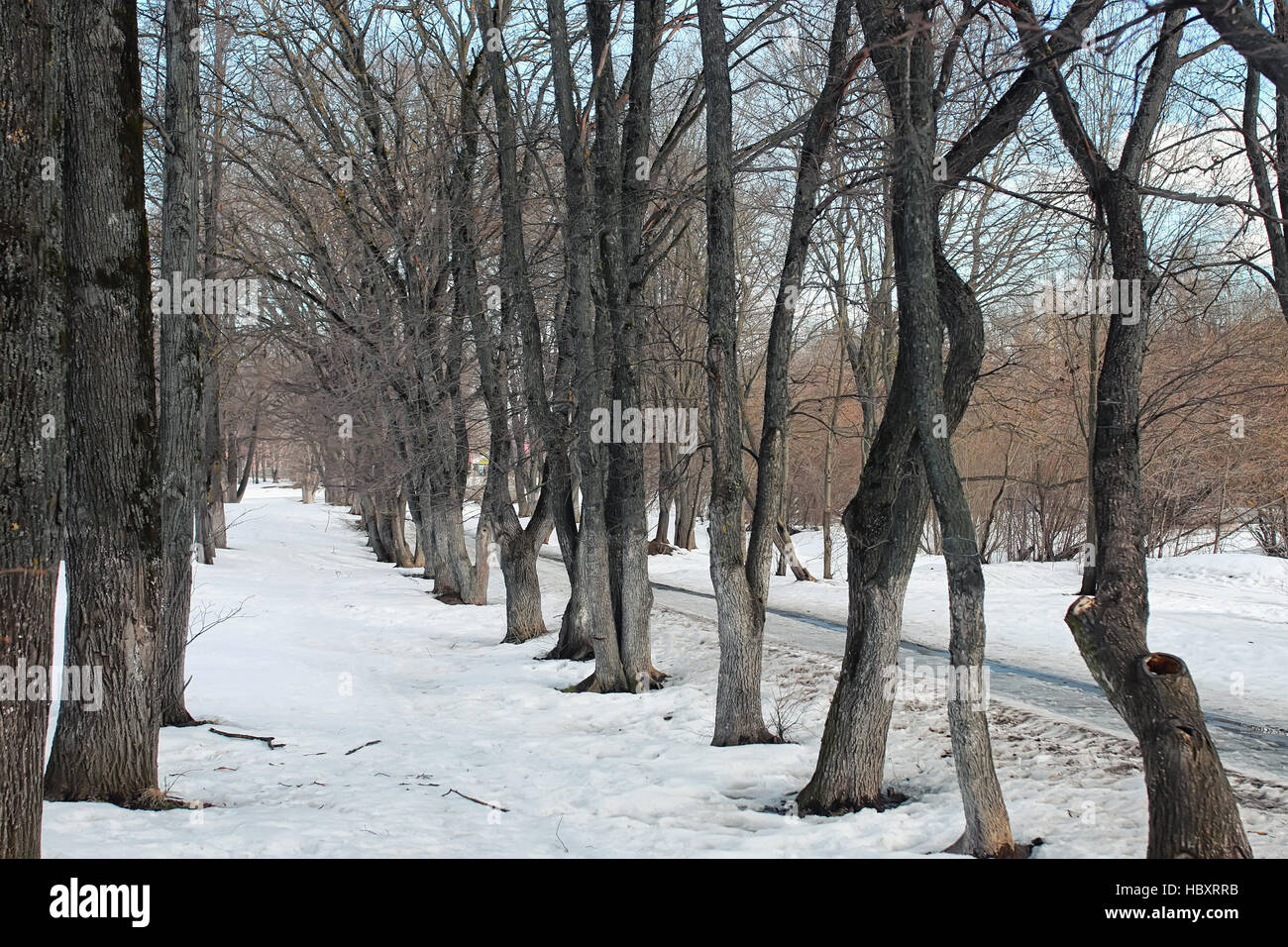 thaw snow lanscape tree Stock Photo - Alamy