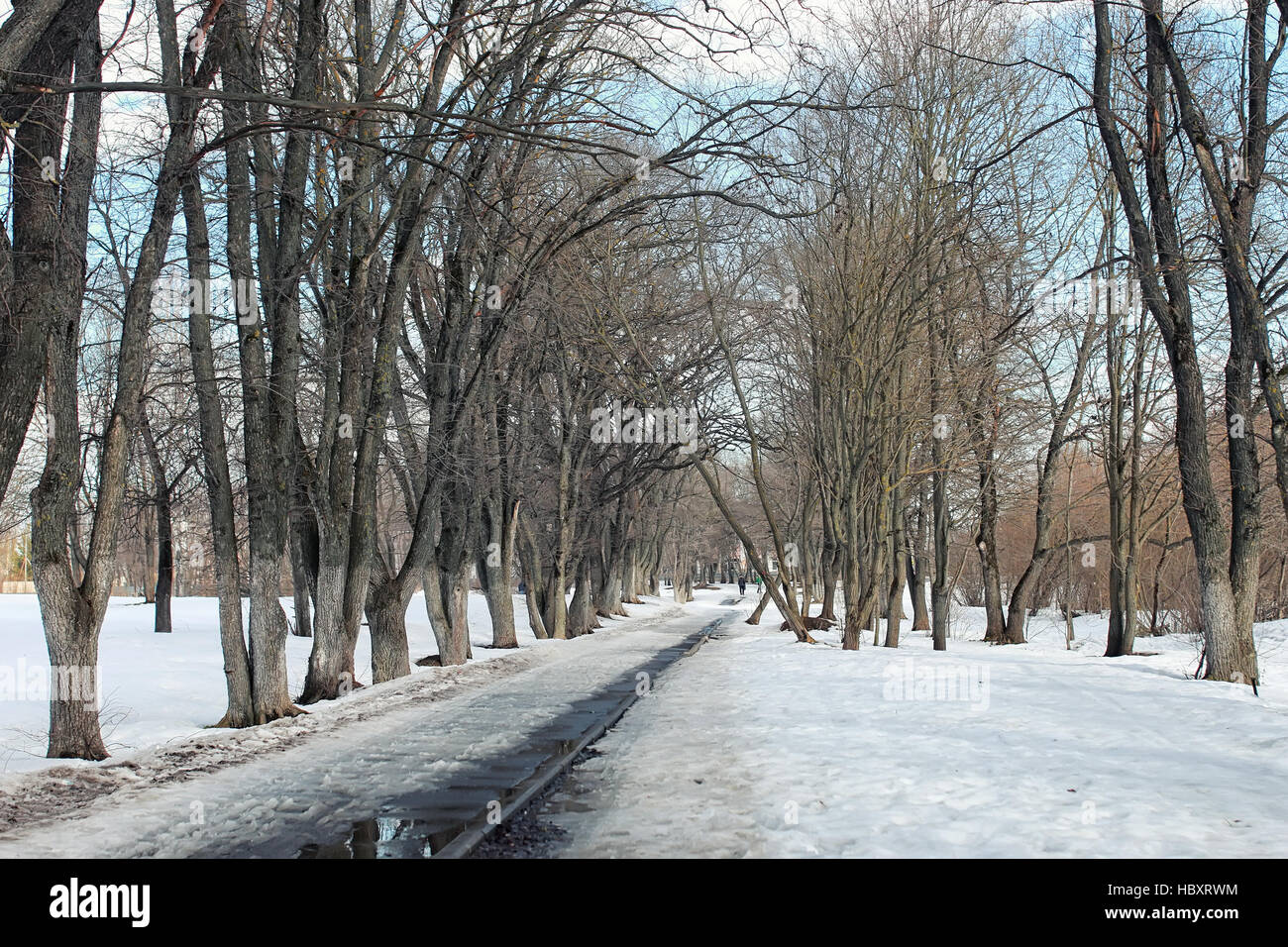 thaw snow lanscape tree Stock Photo - Alamy