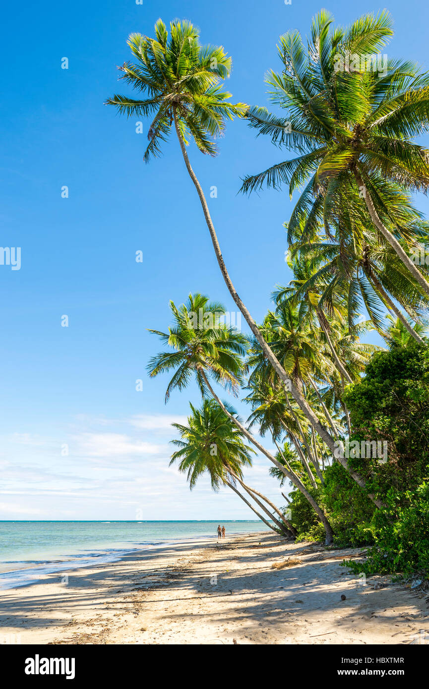 Palm trees cast shadows on rustic remote tropical Brazilian island ...