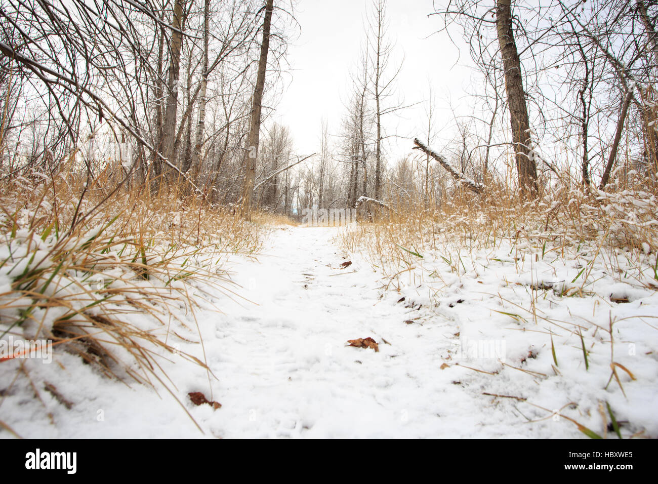 Hiking trail going through forest hi-res stock photography and images ...