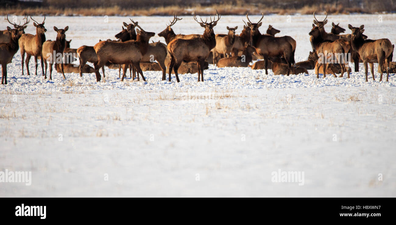 Elk herd snow hi-res stock photography and images - Alamy