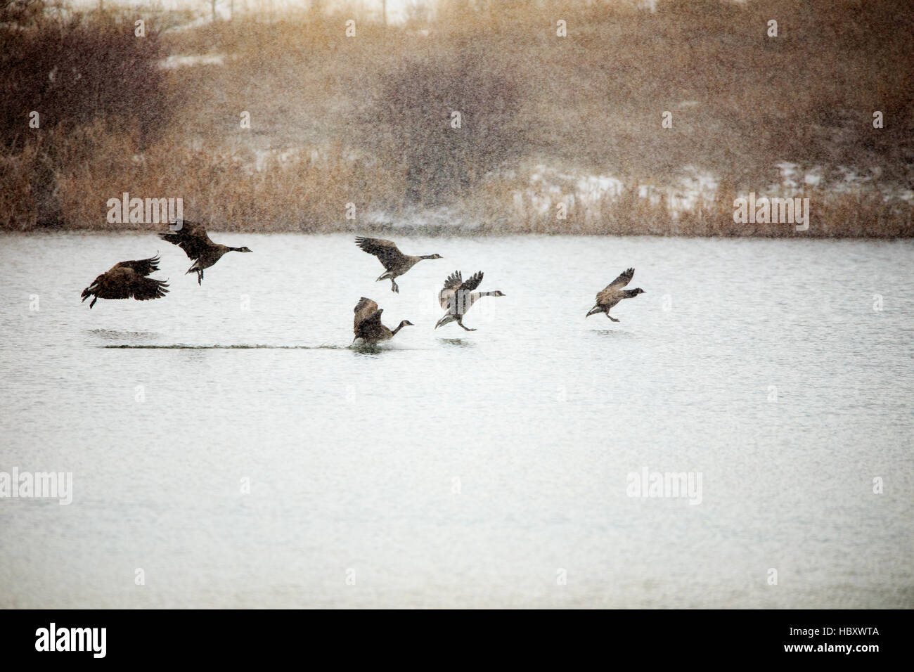 Geese landing on the lake while it is snowing Stock Photo - Alamy