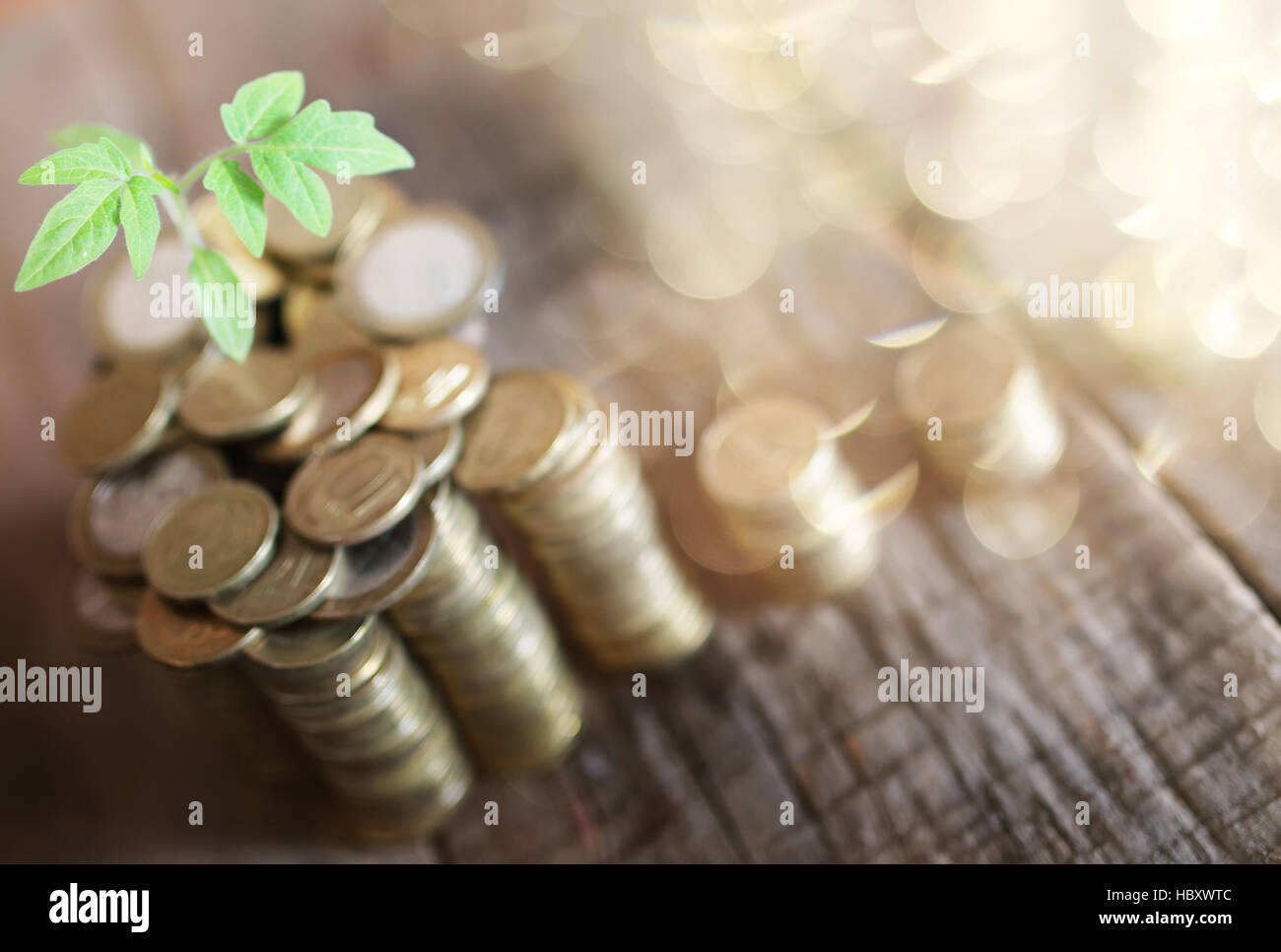 Growing money plant on coins water hi-res stock photography and images ...