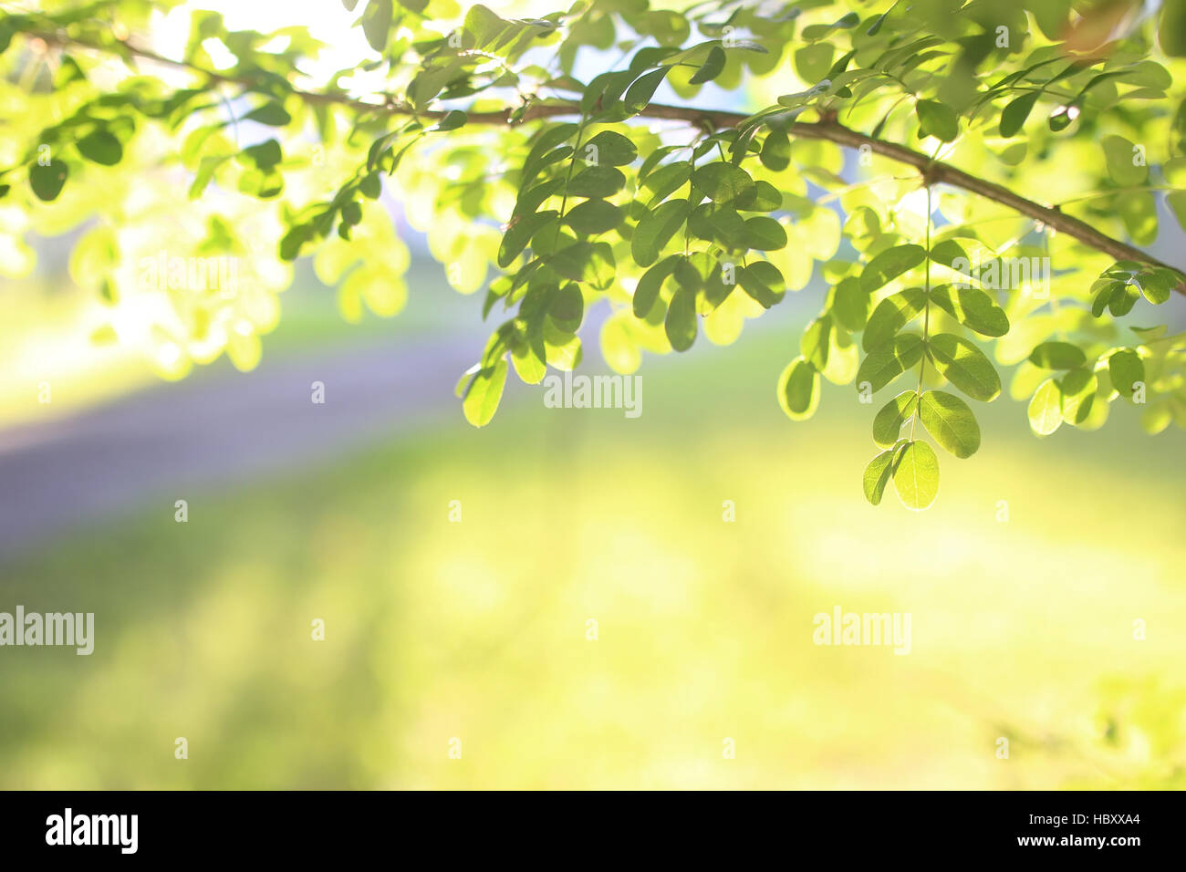 park leaf sun Stock Photo - Alamy
